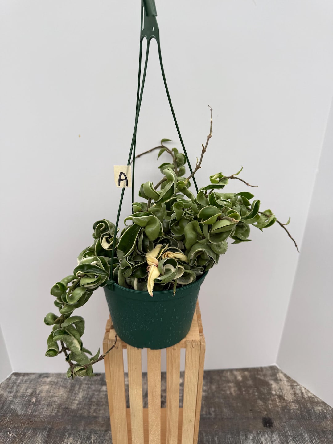 Hoya Carnosa Compacta Var. 6in Pot - Etsy