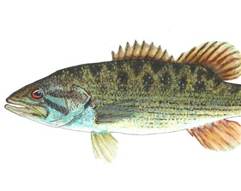 Redeye Bass Slam Print - Etsy