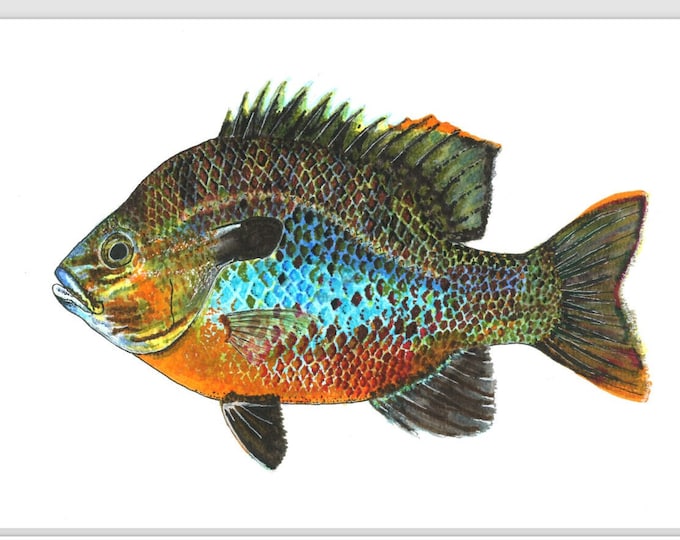 Sunfishes of North America Poster - Etsy