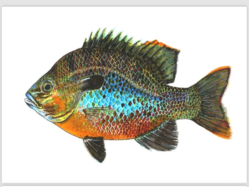Redbreast Sunfish Watercolor Art Print - Etsy