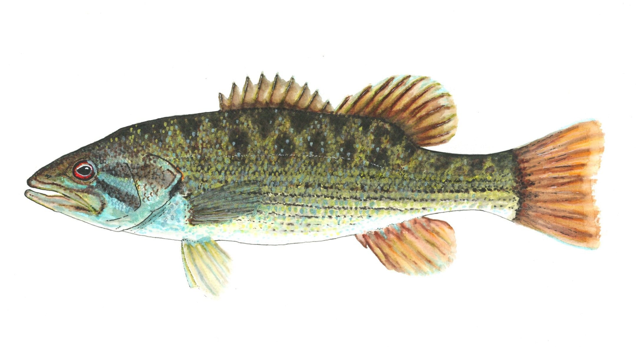 Bass Painting, Redeye Bass Print - Etsy