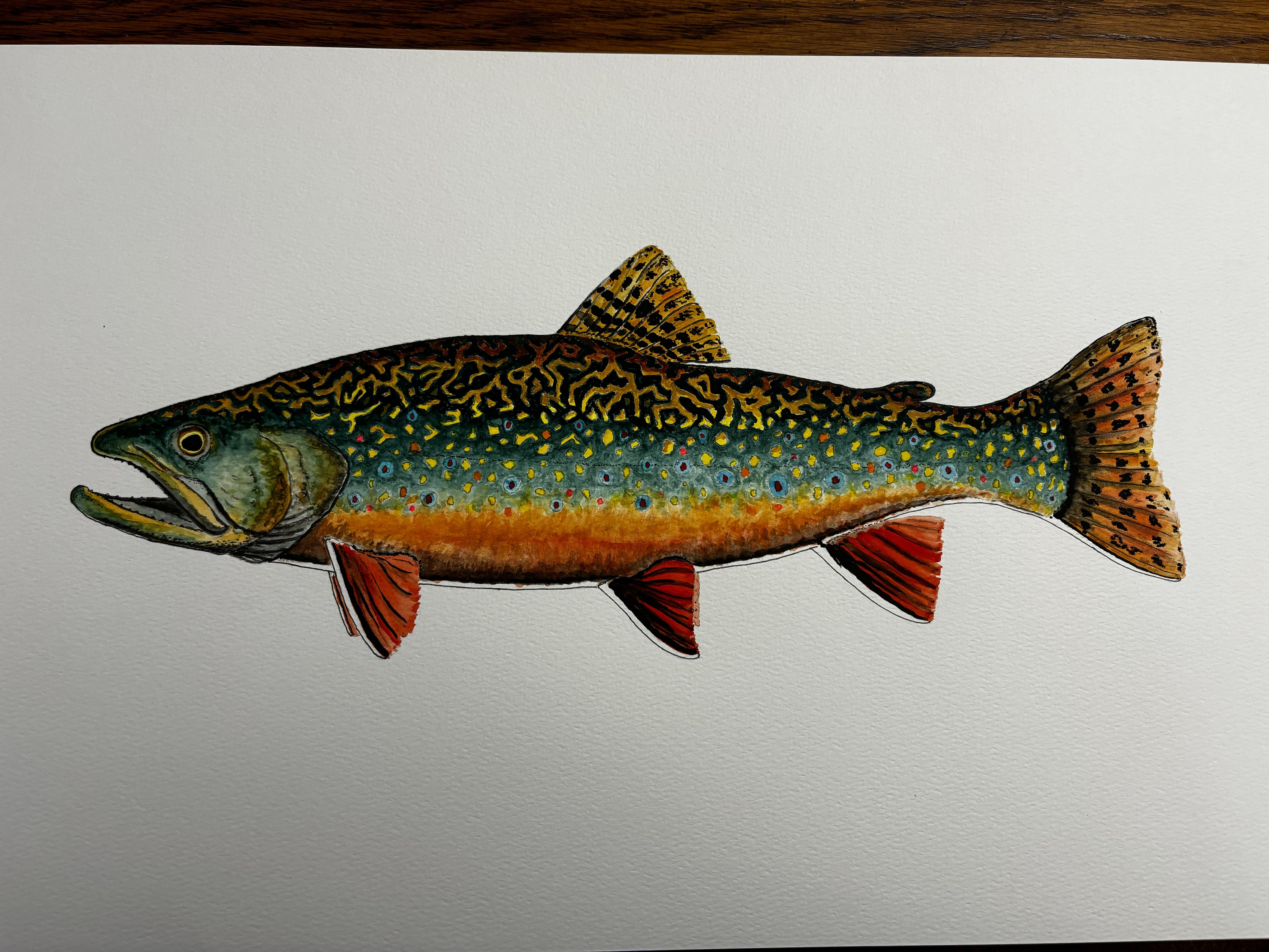 11x17 Print of Brook Trout Watercolor Painting - Etsy