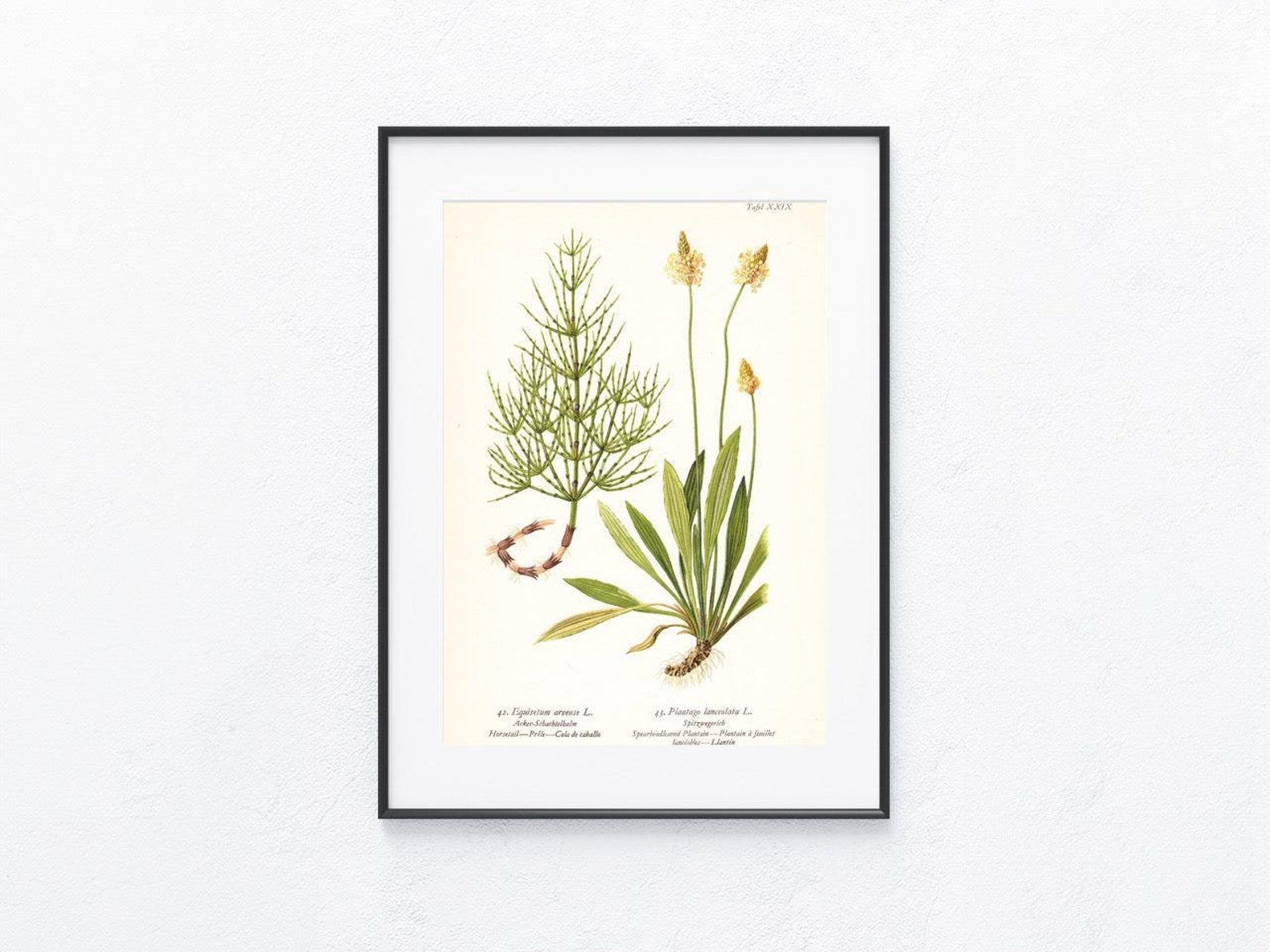 1936 Original Print, Flowers, Vegetation Flora, Plants Herbs Art ...