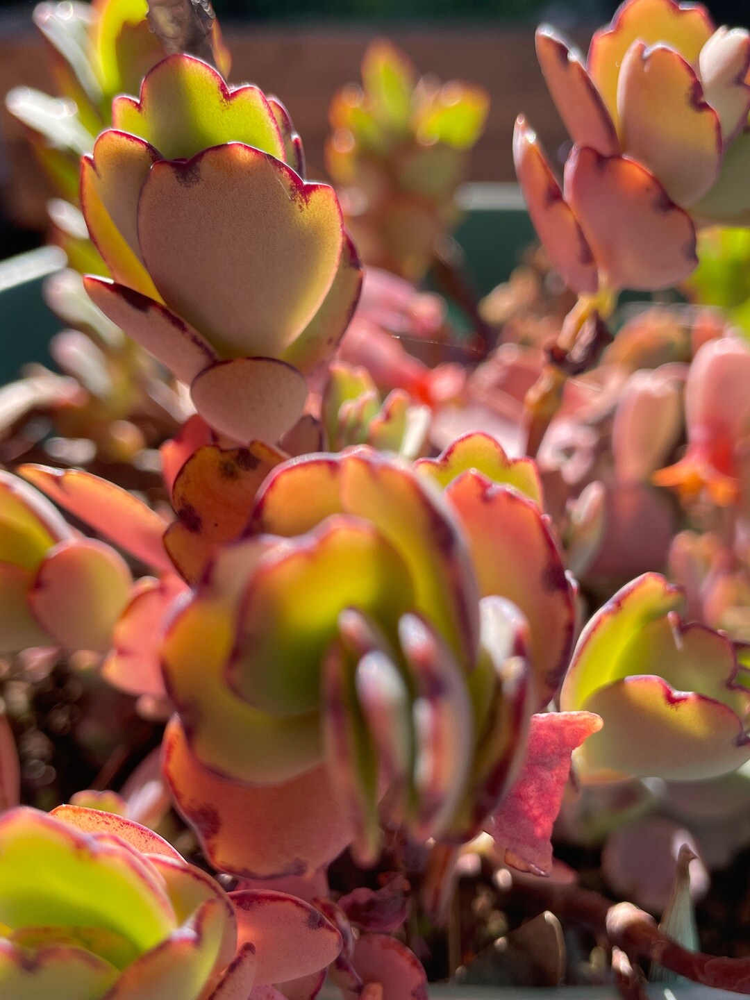Exotic Lavender Scallops Rooted Starter Plant - Etsy