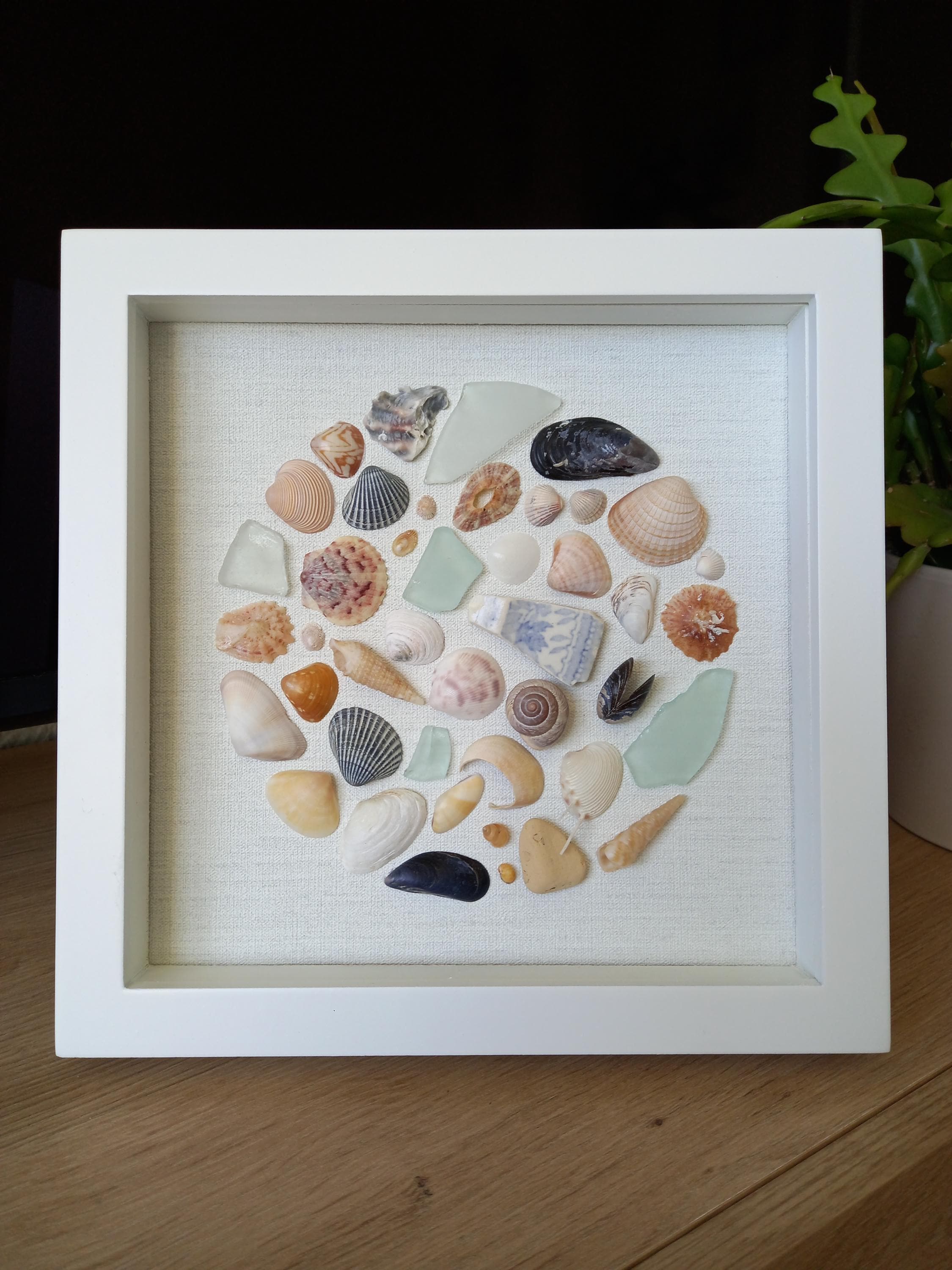 Coastal Seashell Framed Art - Etsy