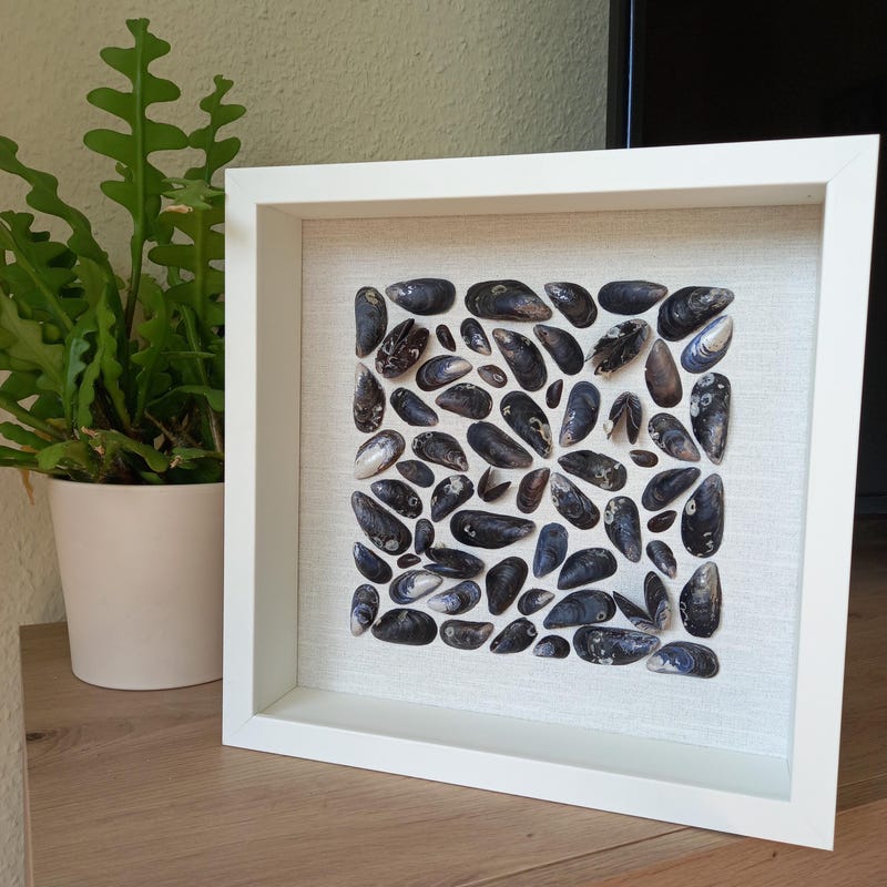 Mussel Shells - Etsy