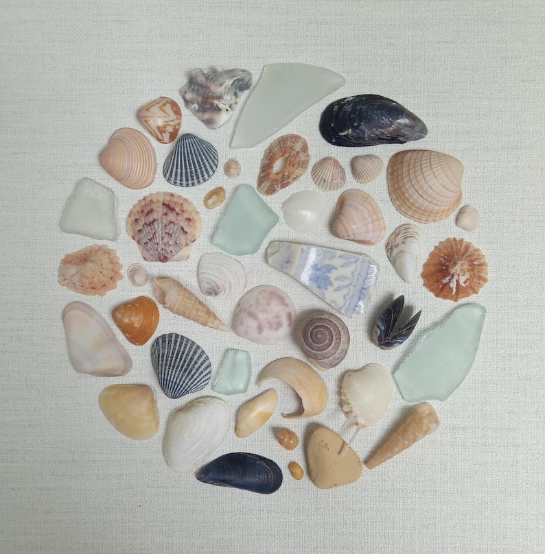 Coastal Seashell Framed Art - Etsy