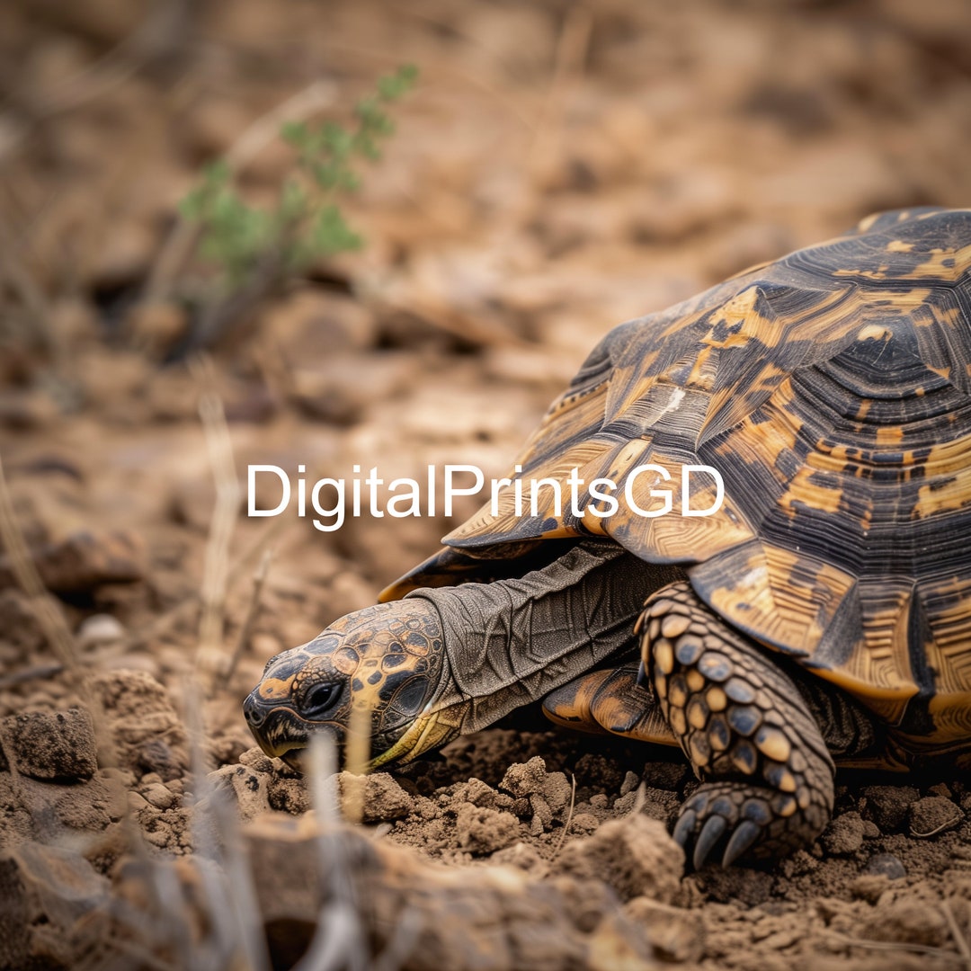 Chaco Tortoise Print, Chaco Art, Tortoise Prints, Wildlife Art, Eco ...