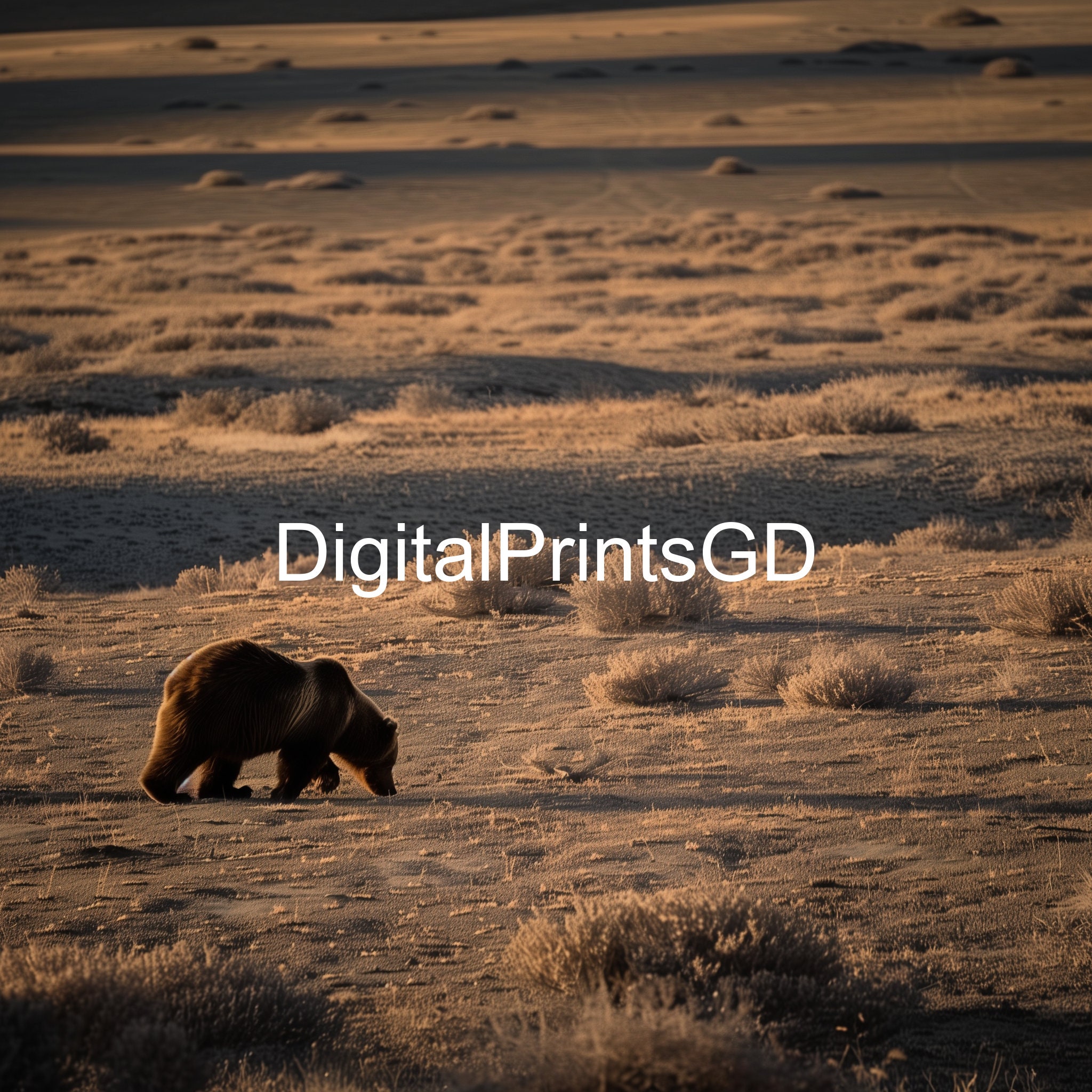 Gobi Bear Print - Unique Desert Wildlife Photography, Rare Mongolian ...