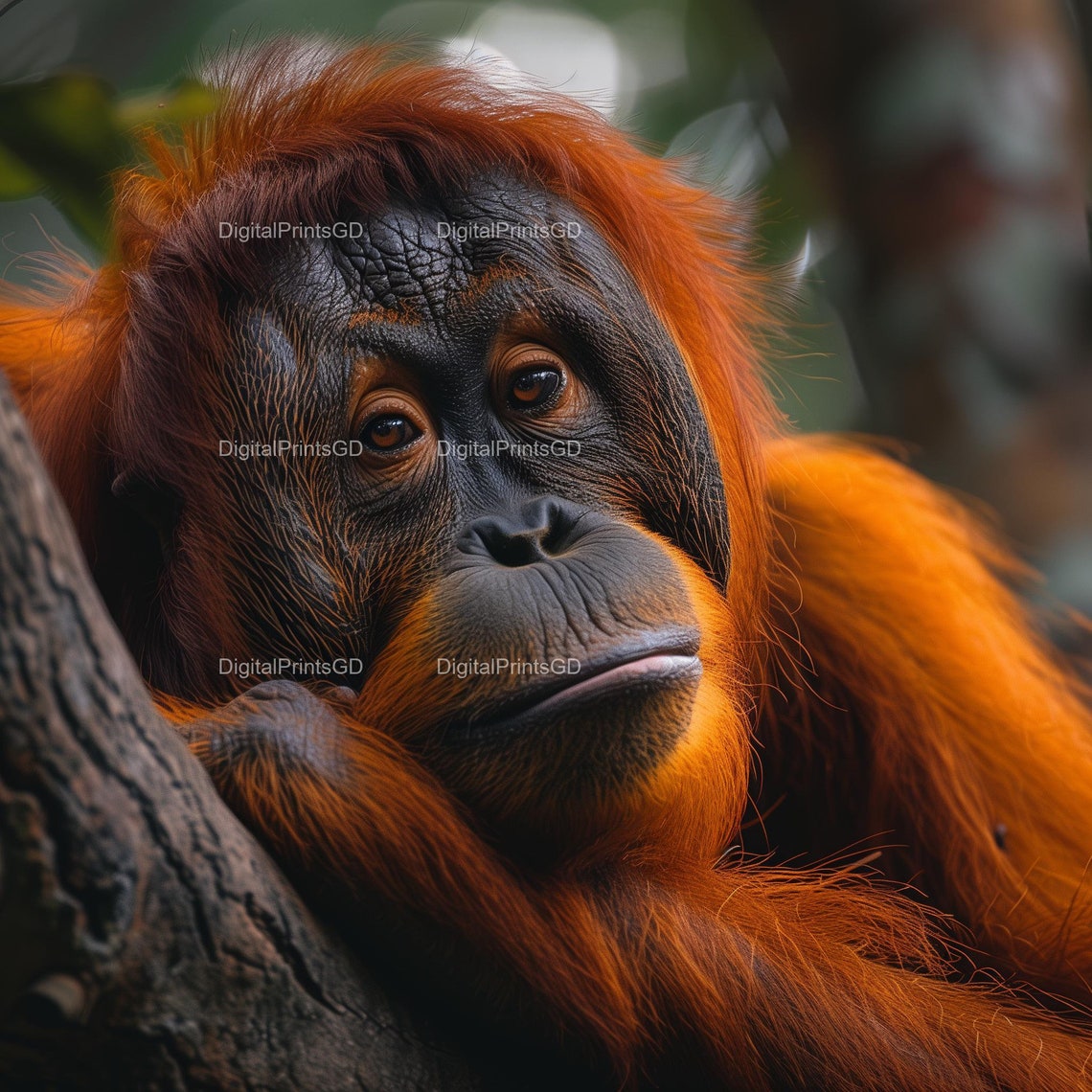 Orangutan Tender Moment, Primate Family Bond, Jungle Orangutan Art ...