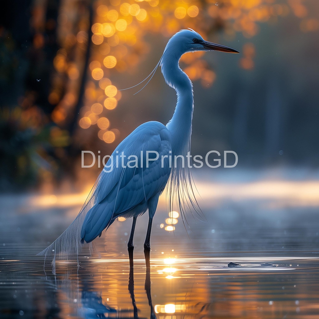 White Bellied Heron, Rare Birds, Dawn Nature, Heron Photography ...
