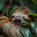 Pygmy Sloth, Endangered Species,sloth Portrait,mangrove Dweller ...