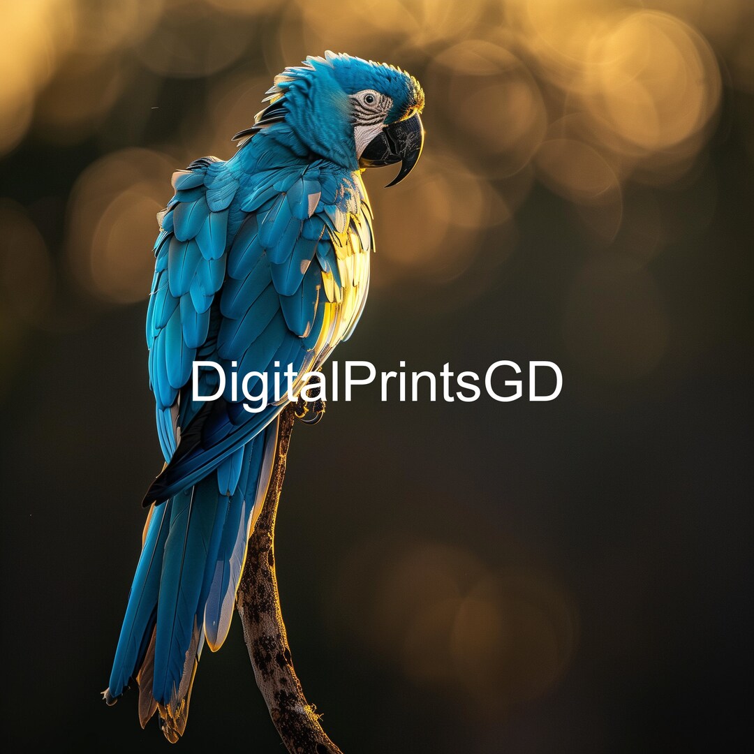 Spix's Macaw Print - Stunning Rare Bird Photography, Exotic Blue Macaw ...