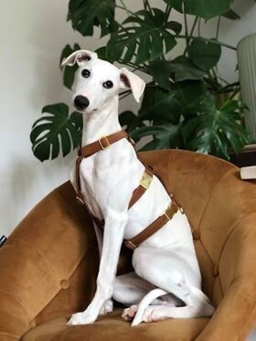 Dog Anti Escape Harness, Triple Harness, Safe Harness, Dog Harness ...