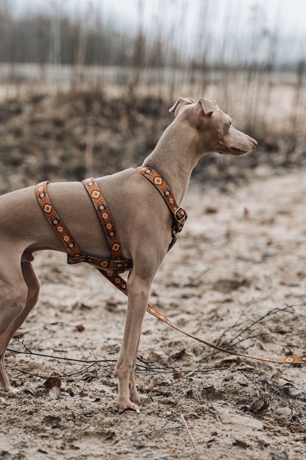 Dog Anti Escape Harness, Triple Harness, Safe Harness, Dog Harness ...