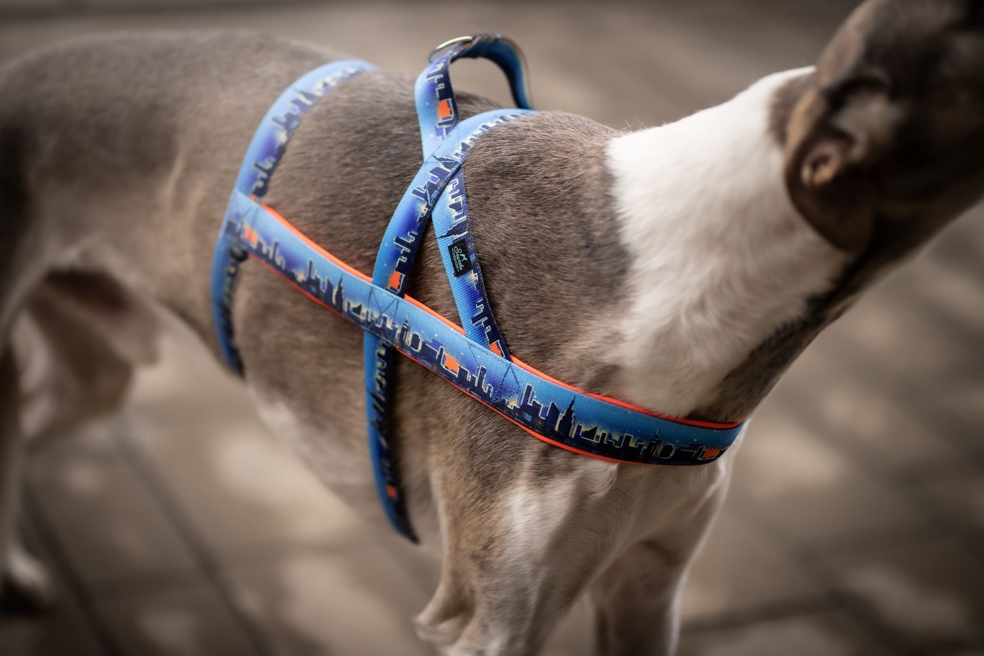Blue Norway Anti Escape Harness, Triple Harness, Safe Harness, Dog ...