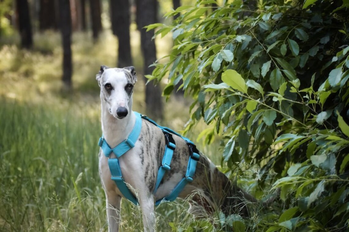 Blue Dog Anti Escape Harness, Triple Harness, Safe Harness, Dog Harness ...