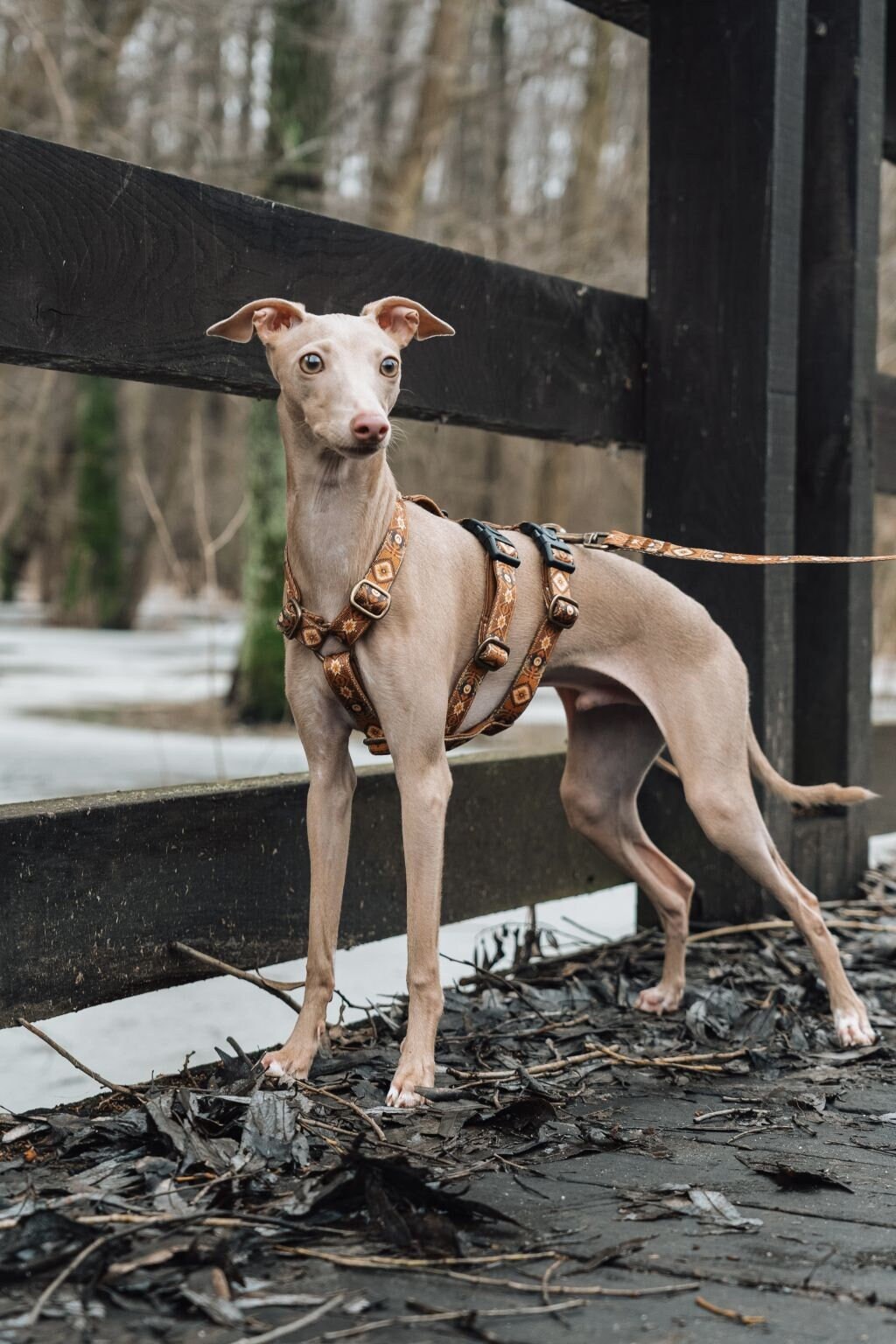 Dog Anti Escape Harness, Triple Harness, Safe Harness, Dog Harness ...
