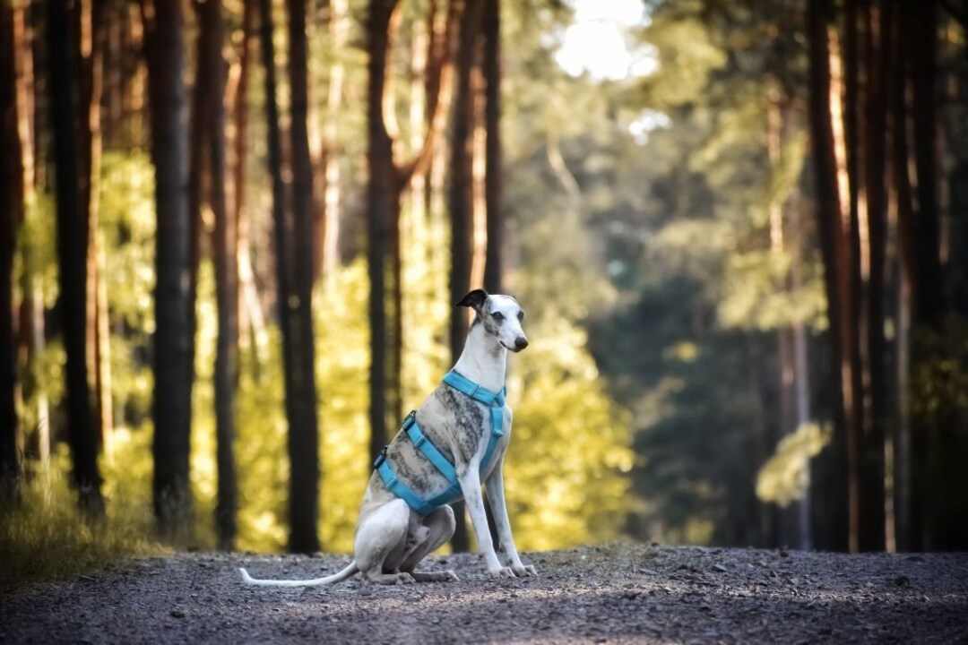 Blue Dog Anti Escape Harness, Triple Harness, Safe Harness, Dog Harness ...