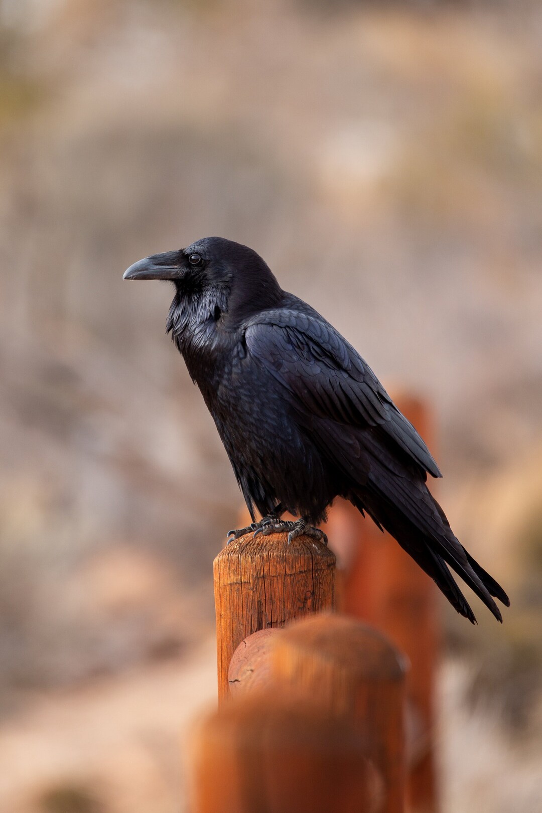 Guardian of Mysteries: the Raven's Gaze - 11x14 Framed Print - Etsy