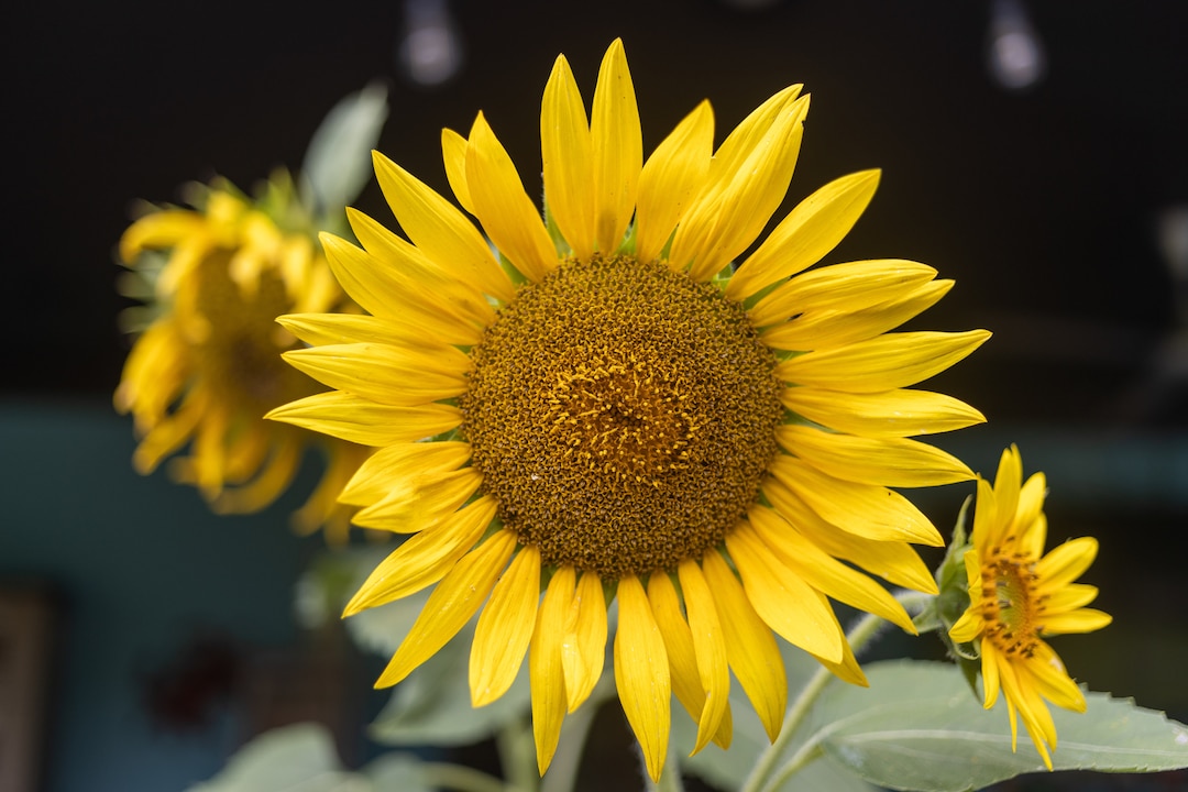 Solar Flares: A Sunflower Symphony - 11x14 Framed Print - Etsy