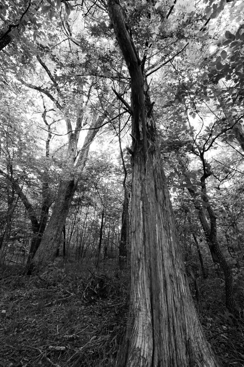 Arboreal Ascent: Textures of the Forest - 11x14 Framed Print - Etsy