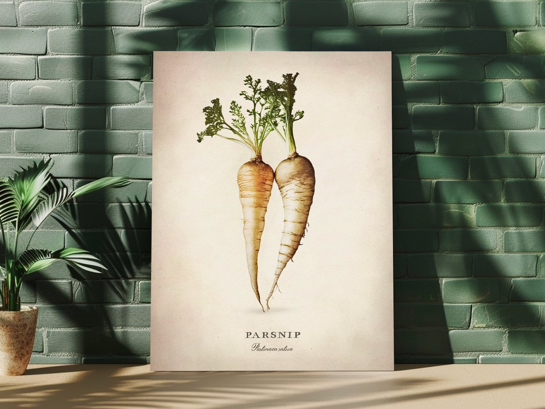 Vegetable Wall Art, Parsnip Fine Art, Kitchen Home Decor, Premium Matte ...