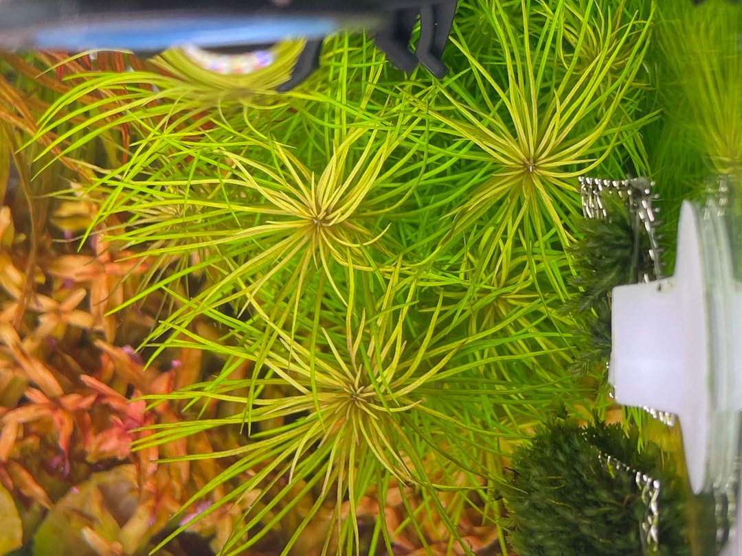 Pogostemon Erectus X2 Submersed Plant - Etsy