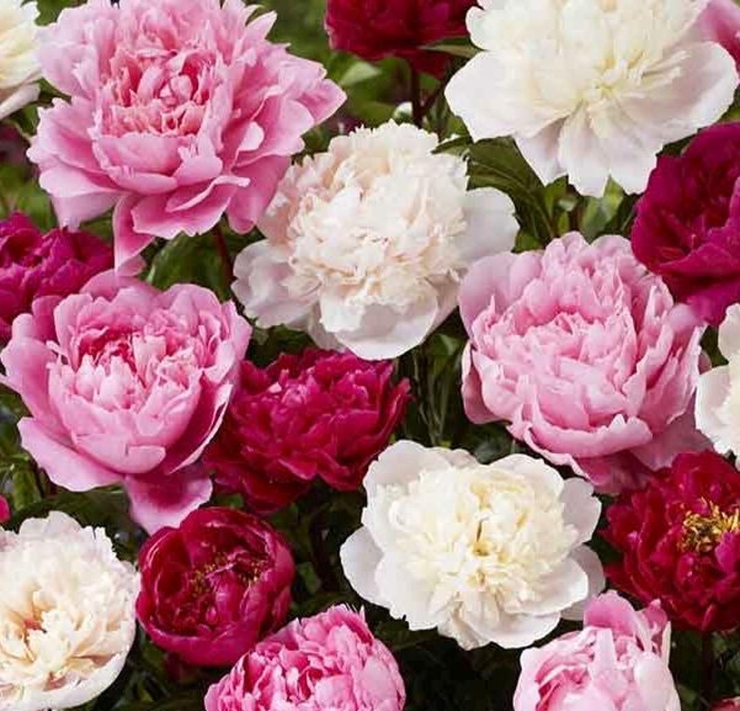 Peony Roots/tubers 5 Count. Mixed Colors. Excellent Cut Flowers, Easy ...