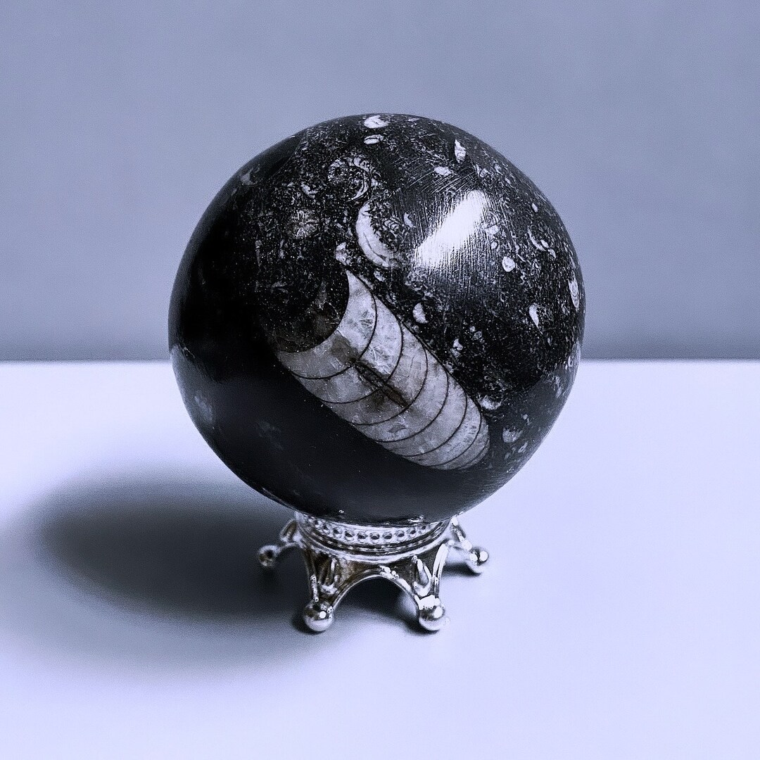 57mm Orthoceras Fossil Sphere | Cephalopod Fossil | Crystal Decor ...