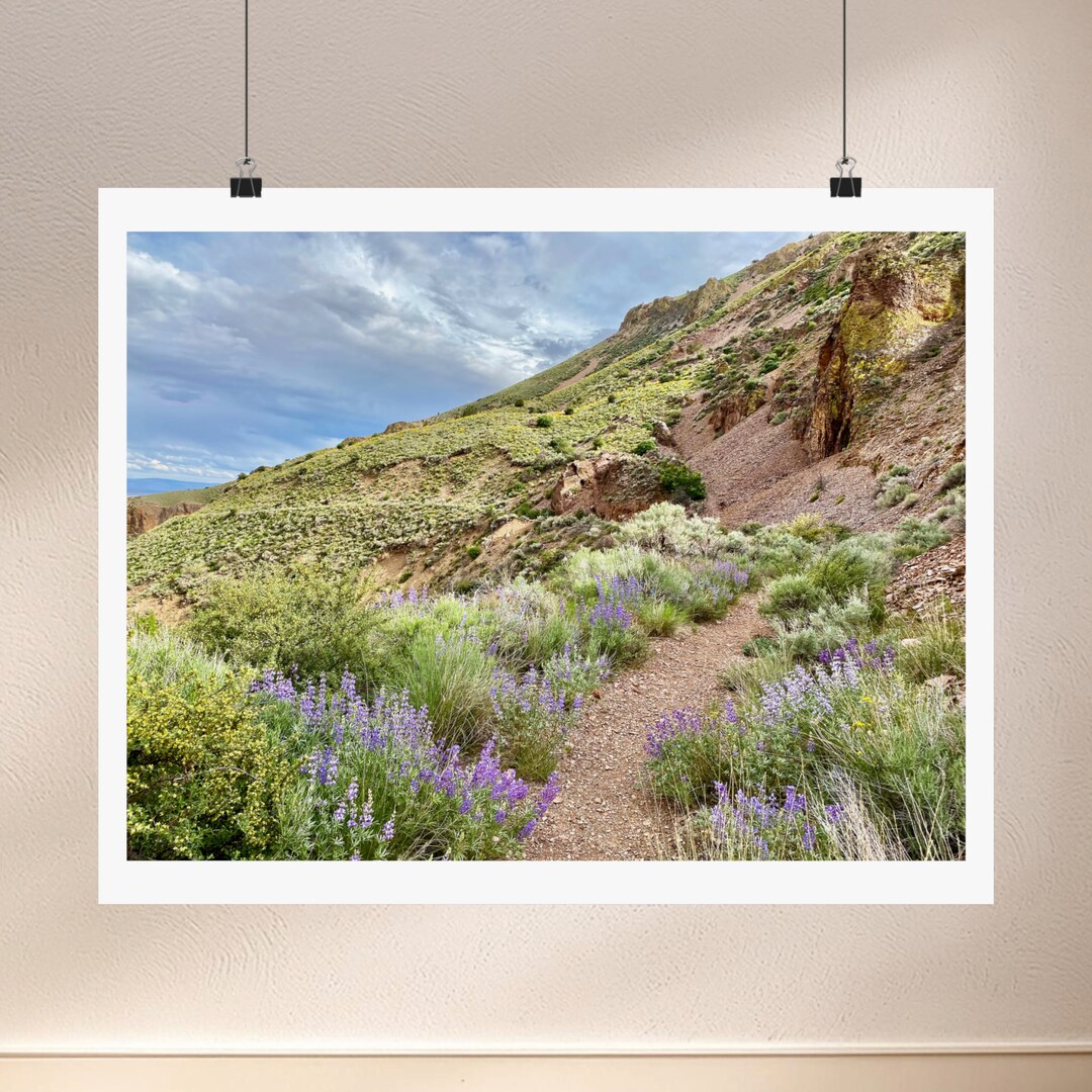 Lupine Mountain Path Oregon Desert Landscape Photography Pacific ...