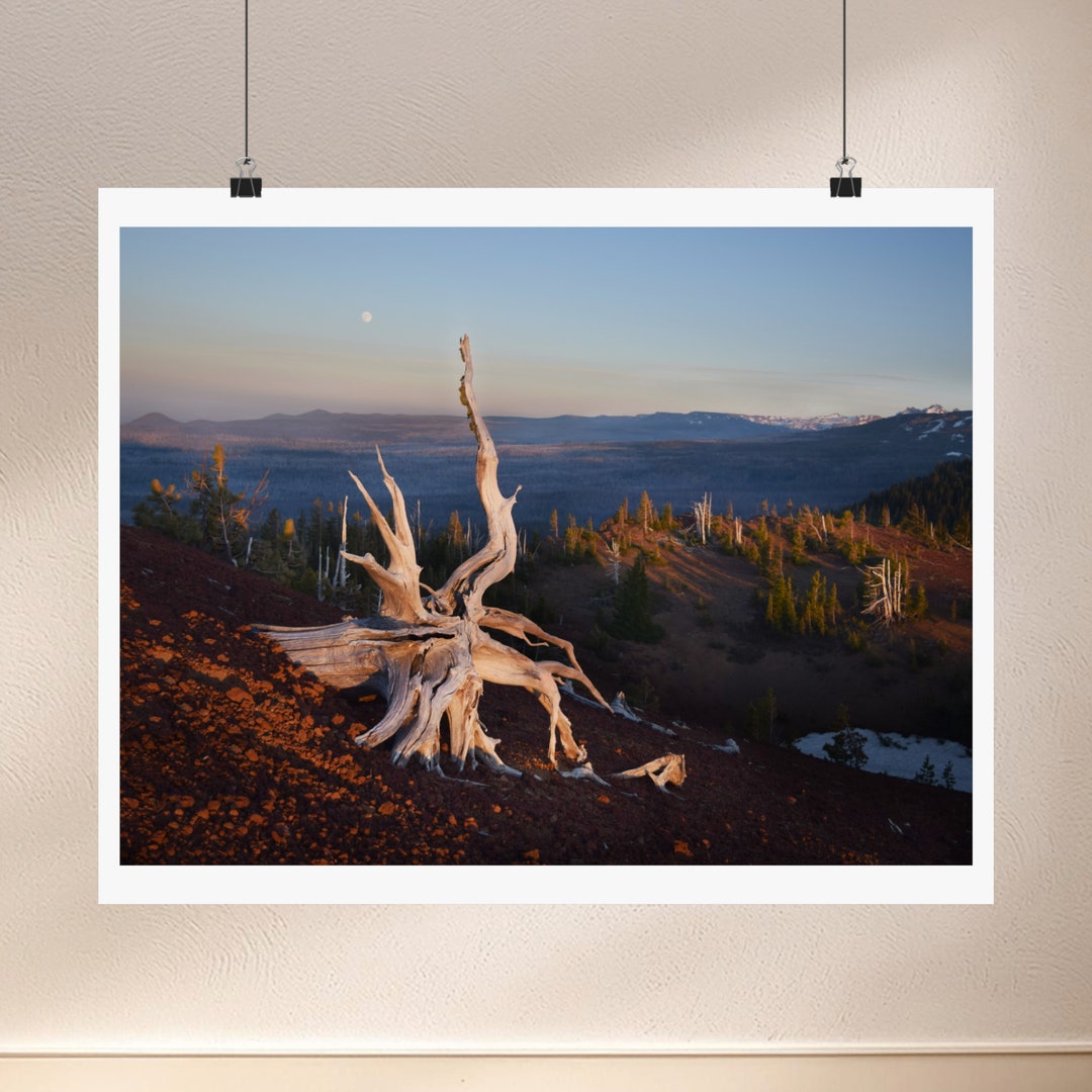 Squiggly Stump at Sunset Oregon Landscape Photography Pacific Northwest ...