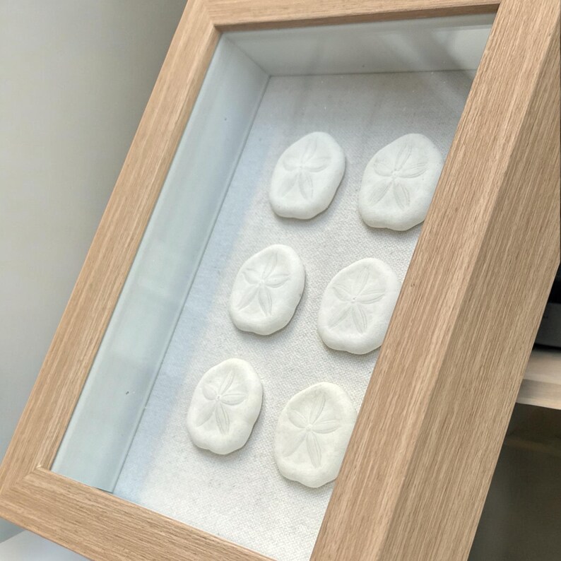 Sand Dollar Shadow Box, Sand Dollar Wall Art, Genuine Sand Dollars ...
