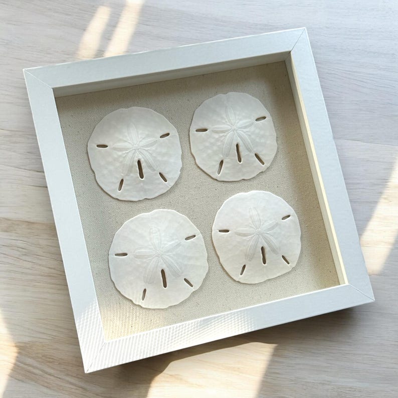 Sand Dollar Shadow Box, Sand Dollar Wall Art, Genuine Sand Dollars ...