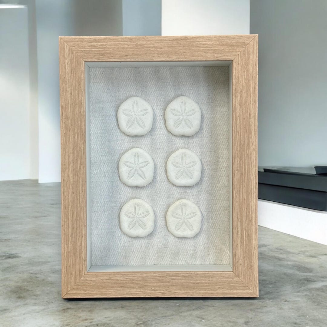Sand Dollar Shadow Box, Sand Dollar Wall Art, Genuine Sand Dollars ...