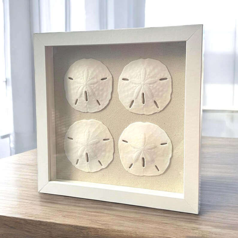 Sand Dollar Shadow Box, Sand Dollar Wall Art, Genuine Sand Dollars ...