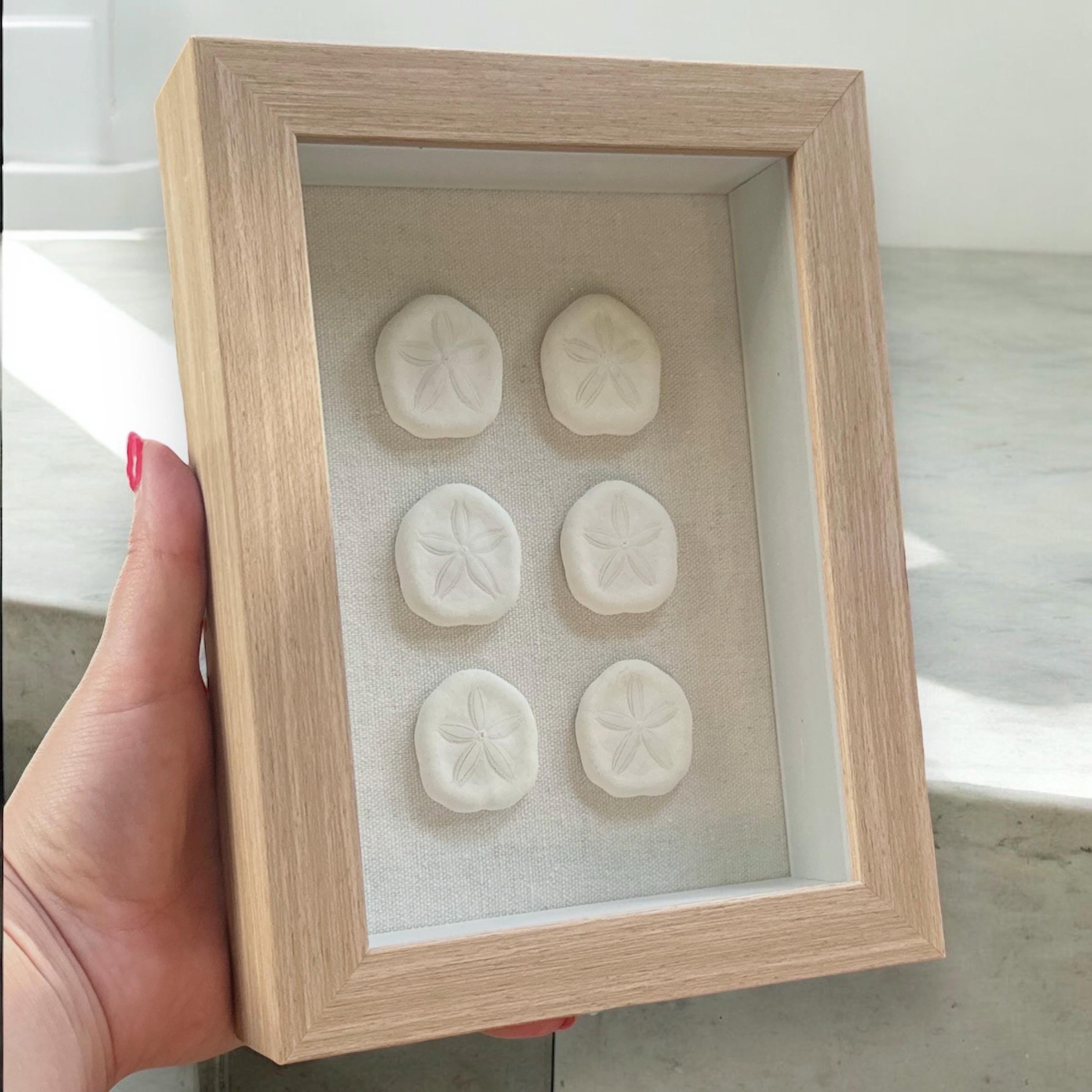 Sand Dollar Shadow Box, Sand Dollar Wall Art, Genuine Sand Dollars ...