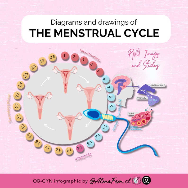 Schemes and Drawings of the MENSTRUAL CYCLE/ Educational Material of ...