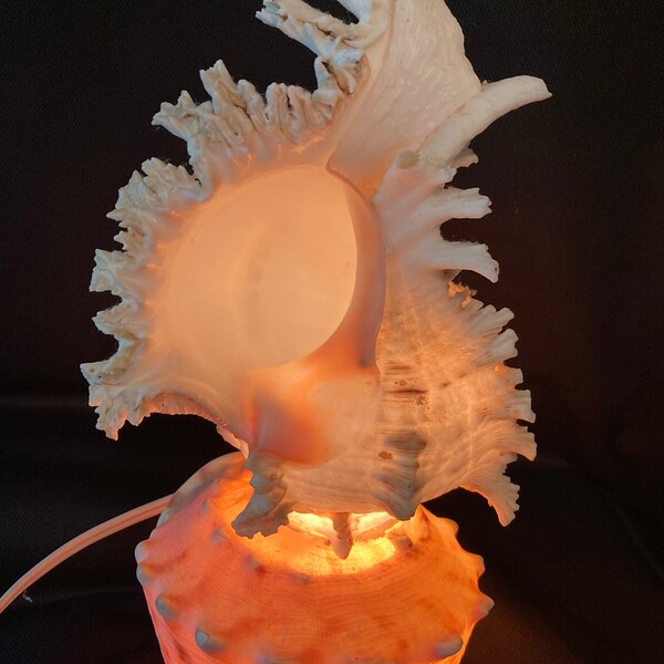 Seashell Lamp - Etsy