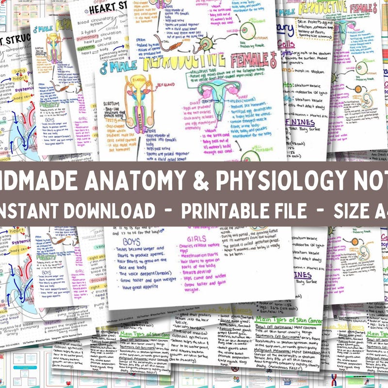 Anatomy Flashcards - Etsy