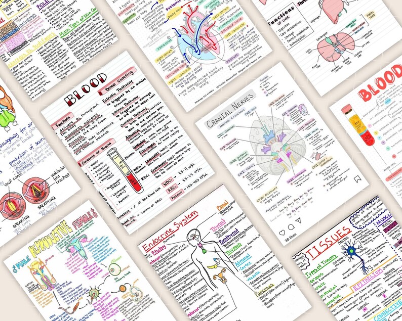 Med-surg Study Bundle Nursing Study Guide Med Surg Notes Medical ...