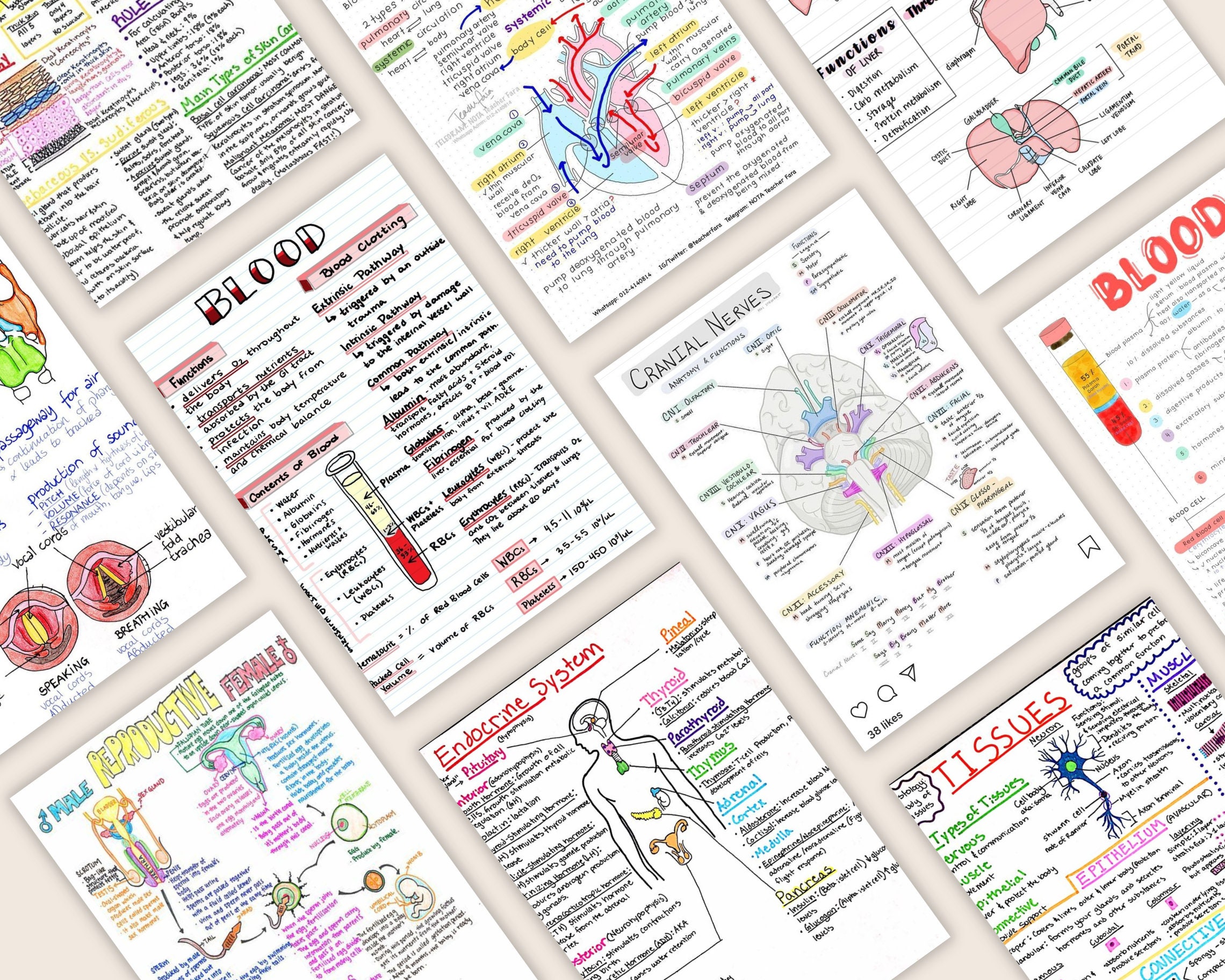 Comprehensive Nursing School Bundle With Hyperlinked Study Guide Bundle ...