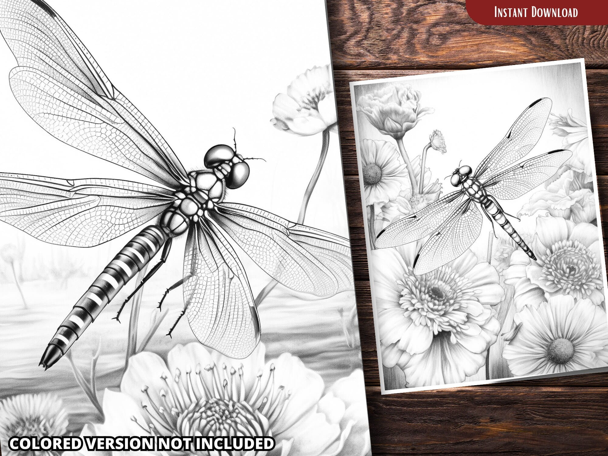 Dragonfly Coloring Pages for Adults and for Kids for Relax and Stress ...