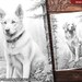Dogs Coloring Pages for Adults and for Kids for Relax and Stress Relief ...