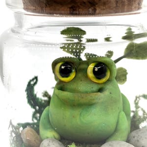 Bullfrog Trollfling in a Terrarium Jar by Amber Matthies - Etsy