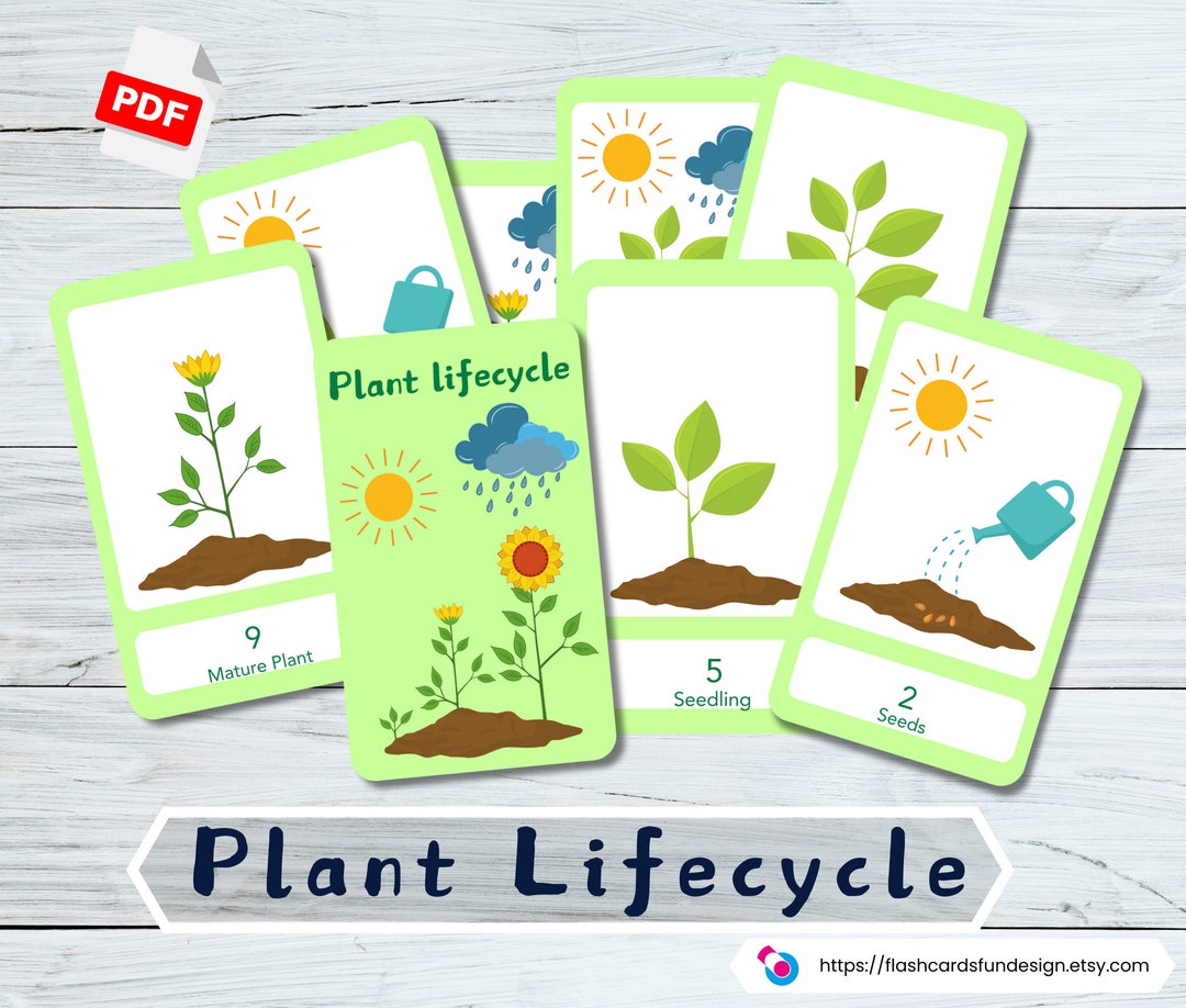 LIFE CYCLE of a PLANT 11 Flash Cards Nomenclature Flashcards Pdf ...