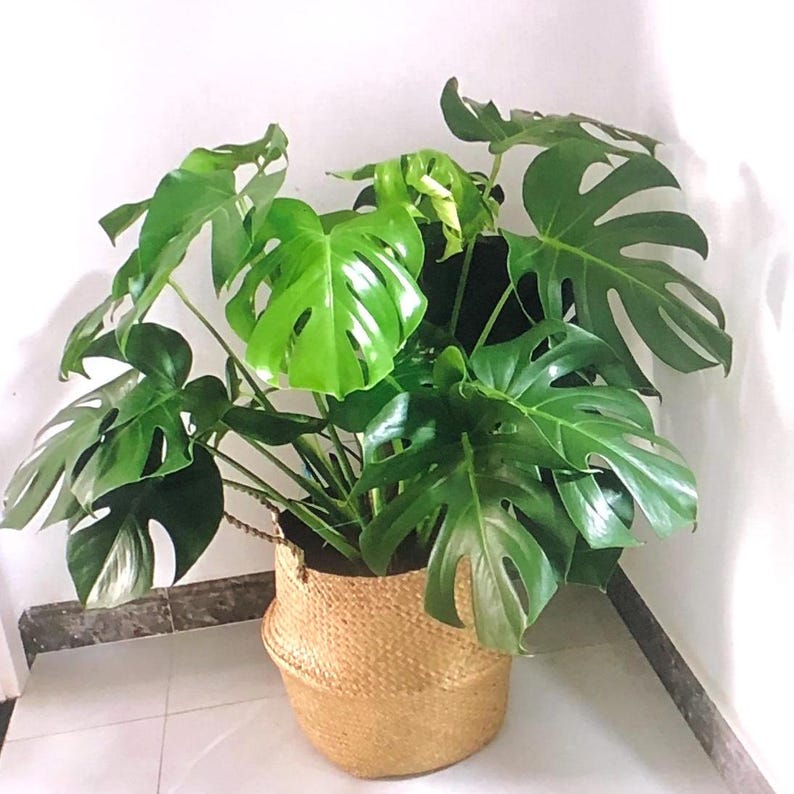 Seagrass Belly Basket Planter for Plantsman,indoor Planter Bohemian ...