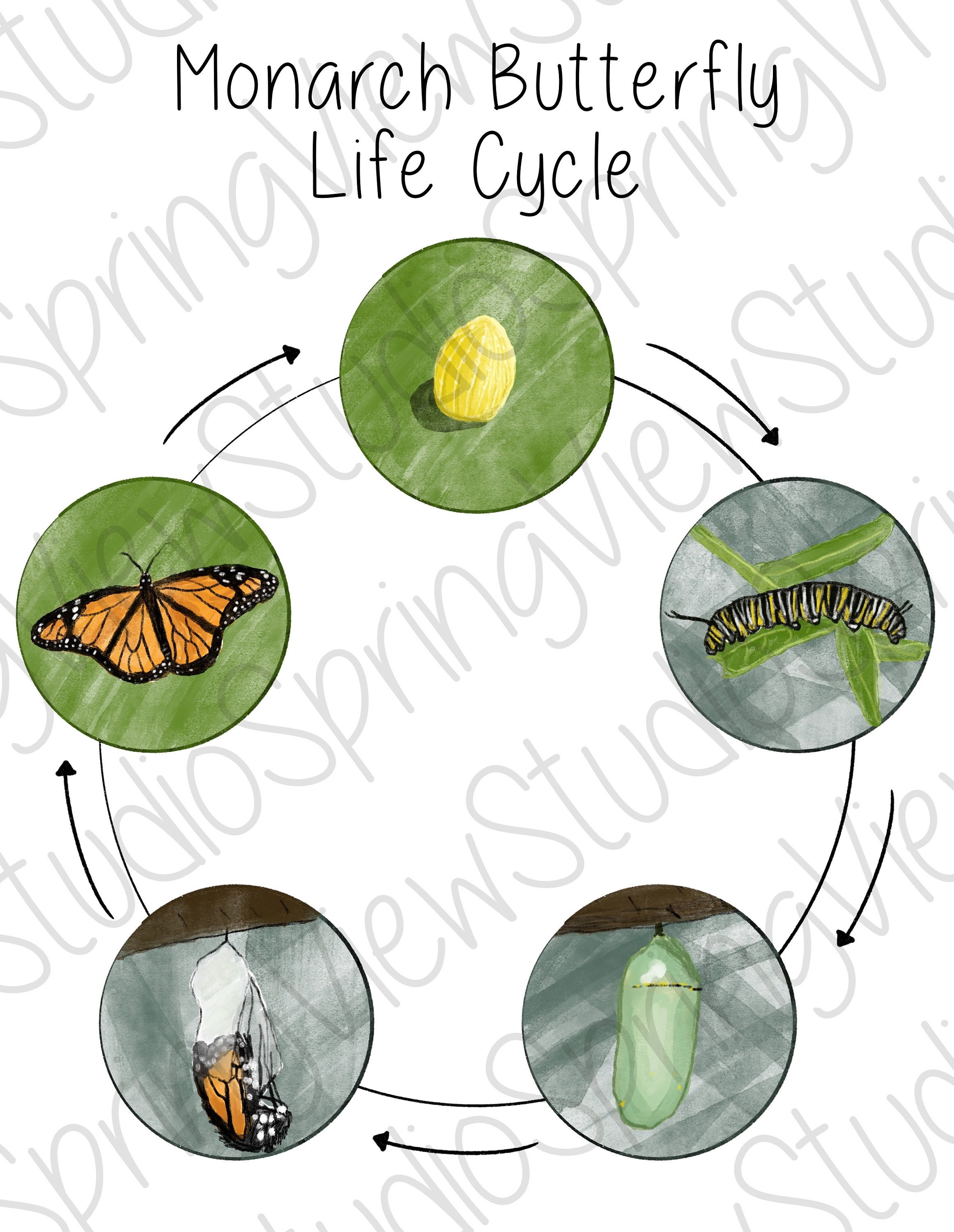 Printable Montessori Monarch Butterfly Life Cycle Activity - Hand ...