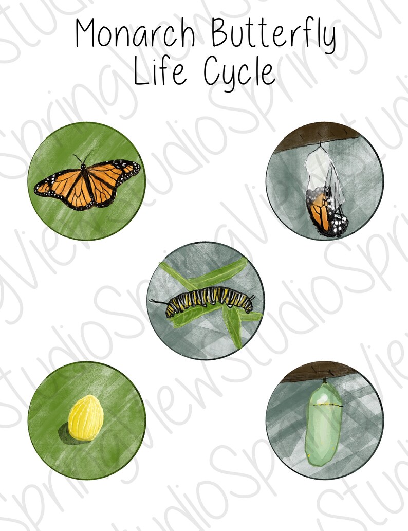 Printable Montessori Monarch Butterfly Life Cycle Activity - Hand ...