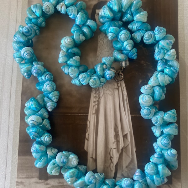 Trochus Shell - Etsy